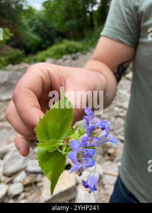 Cascade Beardtongue (Penstemon serrulatus Stock Photo - Alamy
