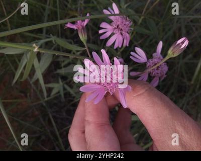Othake (Palafoxia sphacelata Stock Photo - Alamy