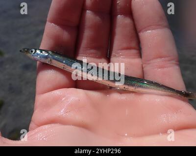 Pacific Sand Lance (Ammodytes personatus Stock Photo - Alamy
