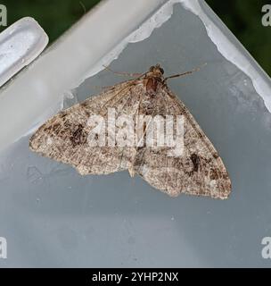 Pale-marked Angle (Macaria signaria Stock Photo - Alamy