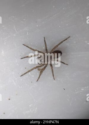 Hackledmesh Weavers (Amaurobiidae Stock Photo - Alamy