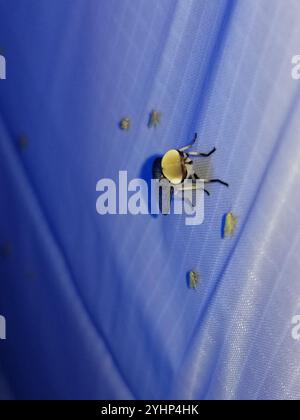 striped horse fly - Tabanus lineola - is a species of biting horse-fly ...