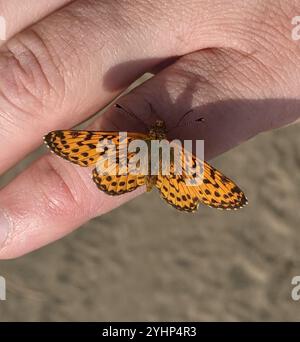 Arctic Fritillary (Boloria chariclea Stock Photo - Alamy