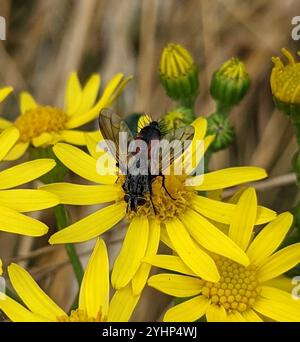 Red Spotted Parasite Fly (Eriothrix rufomaculata Stock Photo - Alamy