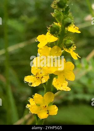 roadside agrimony (Agrimonia striata Stock Photo - Alamy