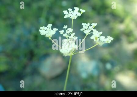 Sierra yampah (Perideridia parishii latifolia Stock Photo - Alamy
