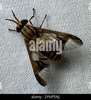 Deer Flies (Chrysops Stock Photo - Alamy