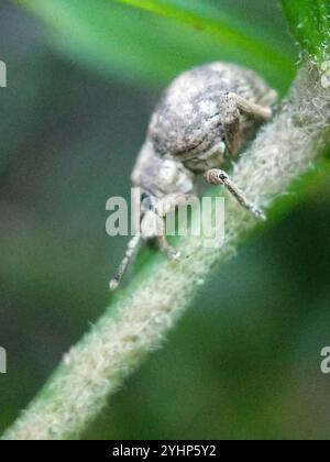 Two-banded Japanese Weevil (Pseudocneorhinus bifasciatus Stock Photo ...