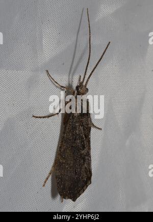 Giant Casemaker Caddisflies (Phryganeidae Stock Photo - Alamy