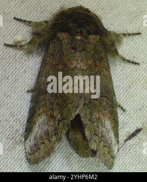 Small Prominent (Rifargia subrotata Stock Photo - Alamy
