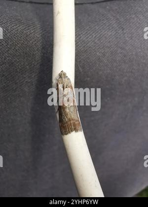 Dotted Oak Knot-horn (Phycita roborella Stock Photo - Alamy