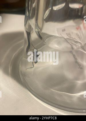 Blue-eyed Ensign Wasp (Evania appendigaster Stock Photo - Alamy