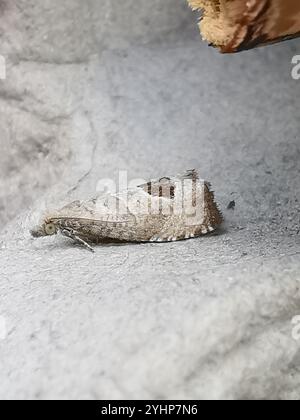Bramble Shoot Moth (Notocelia uddmanniana Stock Photo - Alamy