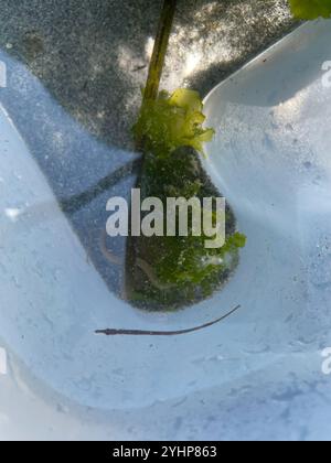 Kelp Pipefish (Syngnathus californiensis Stock Photo - Alamy