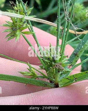 Baldwin's Flatsedge (Cyperus croceus Stock Photo - Alamy