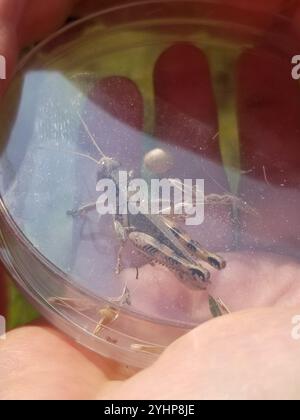 Ponderous Spur-throat Grasshopper (Melanoplus ponderosus Stock Photo ...