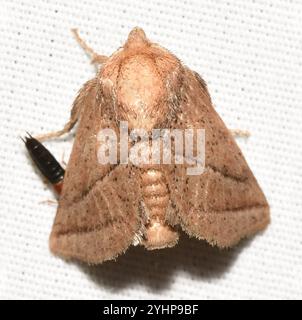 Nason's Slug Moth (Natada nasoni Stock Photo - Alamy