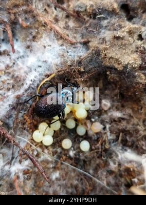 Small Snail-eating Ground Beetle (Sphaeroderus stenostomus Stock Photo ...