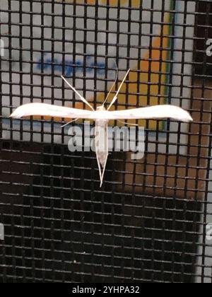 Plain Plume Moth (Hellinsia homodactylus) Insecta Stock Photo - Alamy