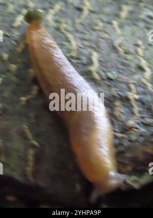 Western Dusky Slug (Arion subfuscus Stock Photo - Alamy