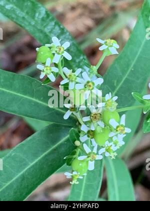 False Flowering Spurge (Euphorbia pubentissima Stock Photo - Alamy