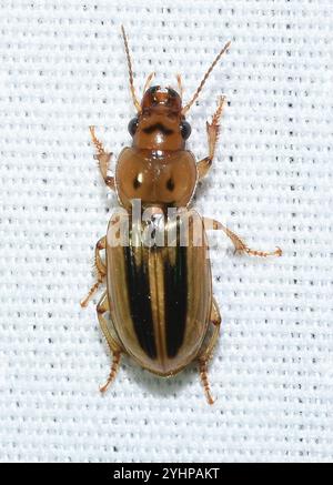 Lined Stenolophus (Stenolophus lineola Stock Photo - Alamy
