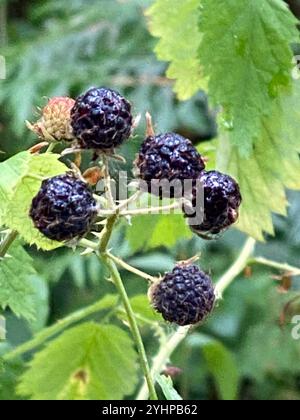whitebark raspberry (Rubus leucodermis Stock Photo - Alamy