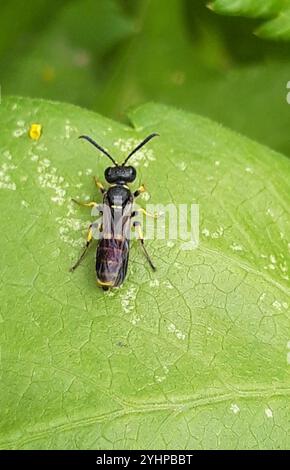 Typical Weevil Wasps and Allies (Cerceris Stock Photo - Alamy