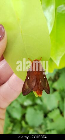 Southern Pink-striped Oakworm Moth (Anisota pellucida Stock Photo - Alamy