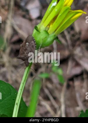 Brown Stink Bugs (Euschistus Stock Photo - Alamy