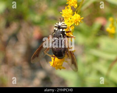 Bald-faced Hornet Fly (Spilomyia fusca Stock Photo - Alamy