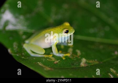The Granular Glass Frog, Cochranella granulosa , is perched on some ...