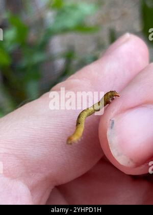Wax Myrtle Wave (Cyclophora myrtaria Stock Photo - Alamy