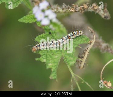 Rattlepod Moths (Utetheisa Stock Photo - Alamy