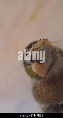 Hydrobiid Mud Snails (Hydrobiidae Stock Photo - Alamy