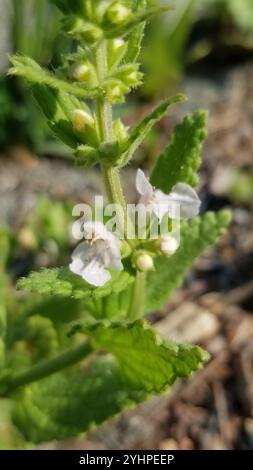 Rough Hedgenettle (Stachys rigida Stock Photo - Alamy