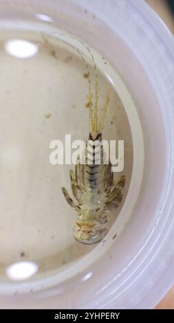 Modest Flat-headed Mayfly (Maccaffertium modestum) Insecta Stock Photo ...