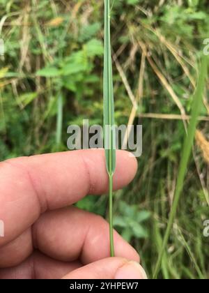 Kleingrass (Panicum coloratum Stock Photo - Alamy