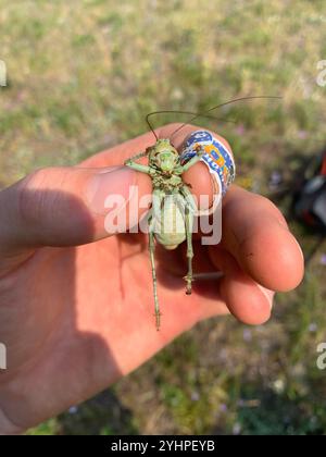 Mormon Cricket (Anabrus simplex Stock Photo - Alamy