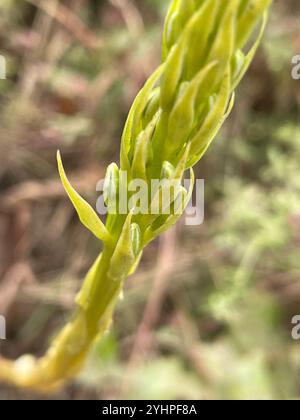 elegant piperia (Platanthera elegans elegans Stock Photo - Alamy