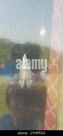 Eastern Spotted-winged Antlion (Dendroleon obsoletus Stock Photo - Alamy