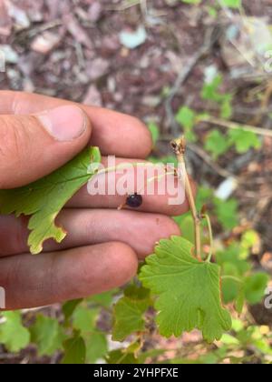 Canadian gooseberry (Ribes oxyacanthoides Stock Photo - Alamy