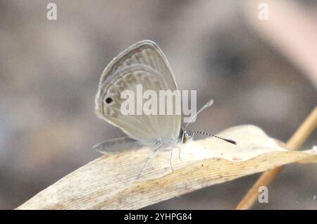 Black-spotted Grass-blue (Famegana nisa Stock Photo - Alamy