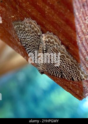 scallop shell moth (Hydria undulata Stock Photo - Alamy