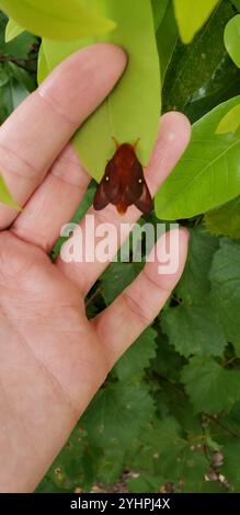 Southern Pink-striped Oakworm Moth (Anisota pellucida Stock Photo - Alamy