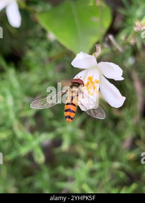 Banded Thintail (Meliscaeva cinctella Stock Photo - Alamy