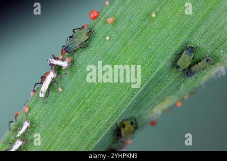CORN LEAF APHID (APHIS MAIDIS; RHOPALOSIPHUM MAIDIS) ON CORN PLANT ...