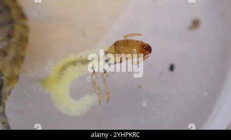 Little Black Caddisflies (Chimarra Stock Photo - Alamy