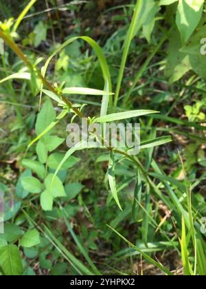 Small's Goldenrod (Solidago pinetorum Stock Photo - Alamy