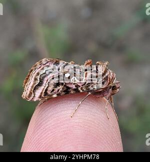 Wavy Chestnut Y Moth (Autographa mappa Stock Photo - Alamy